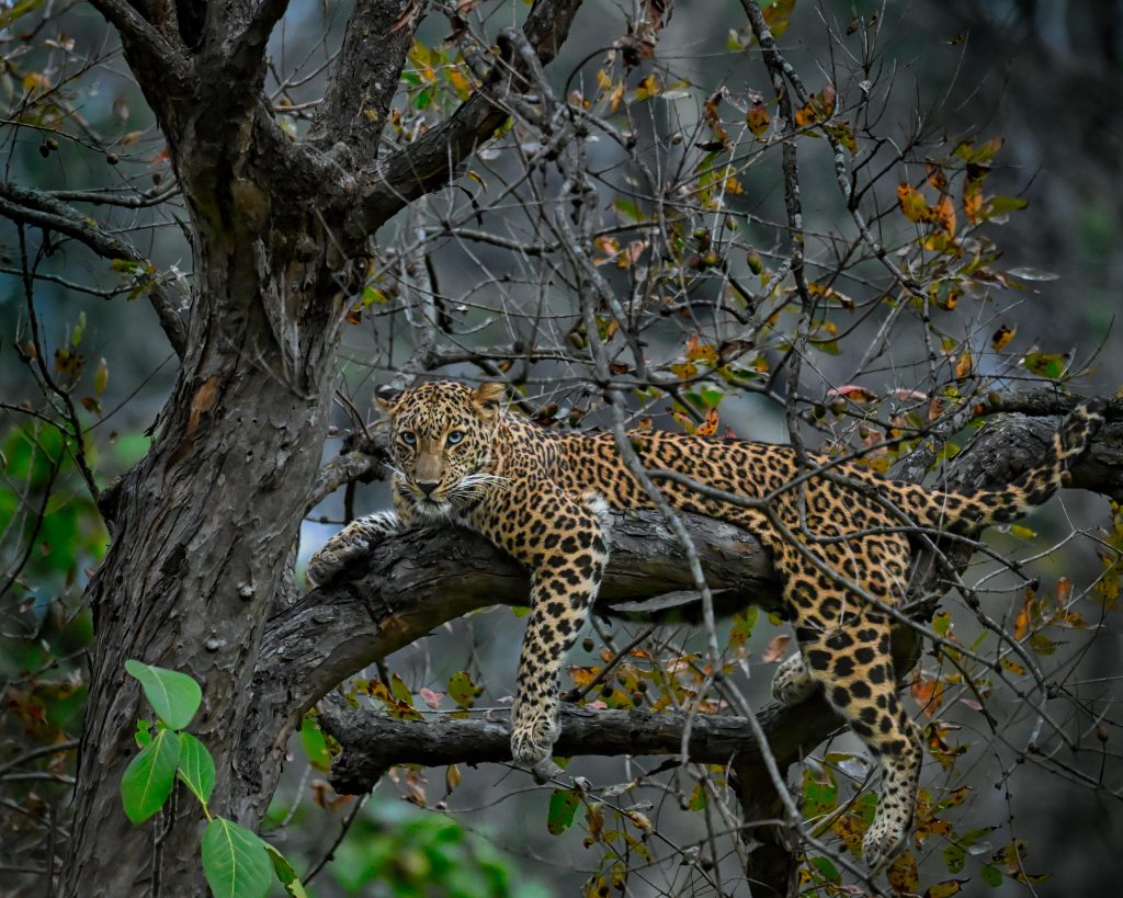 Rajaji National Park, Uttarakhand. - Pikolins
