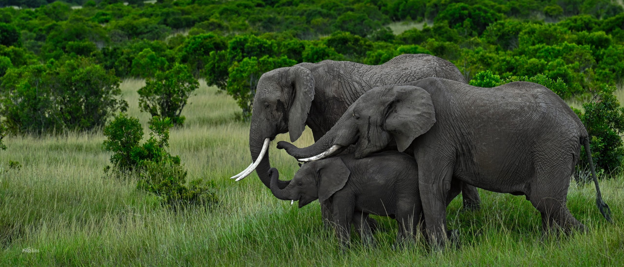 Family of African Elephants - Pikolins
