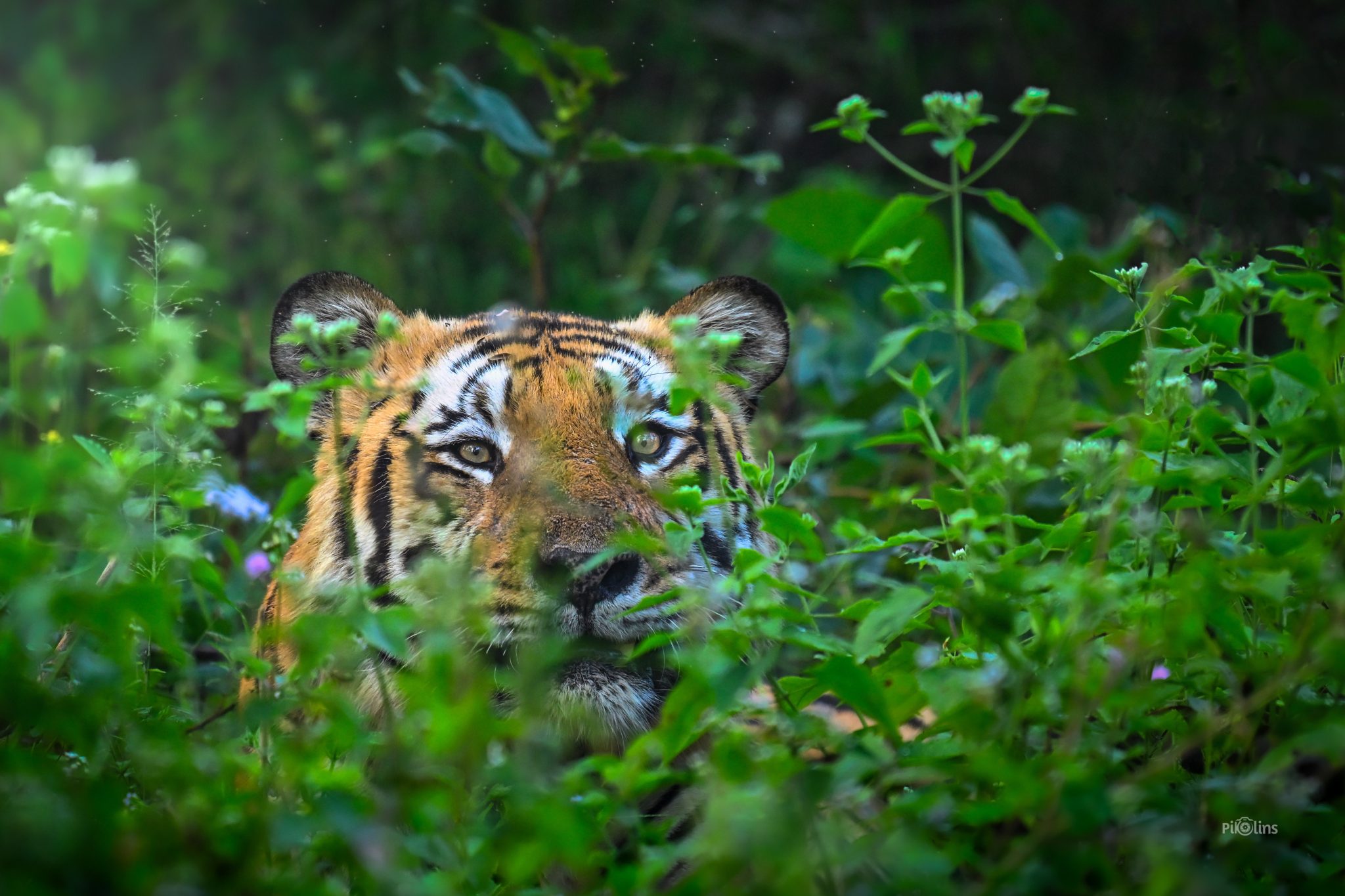 Tiger hidden in the bush - Pikolins