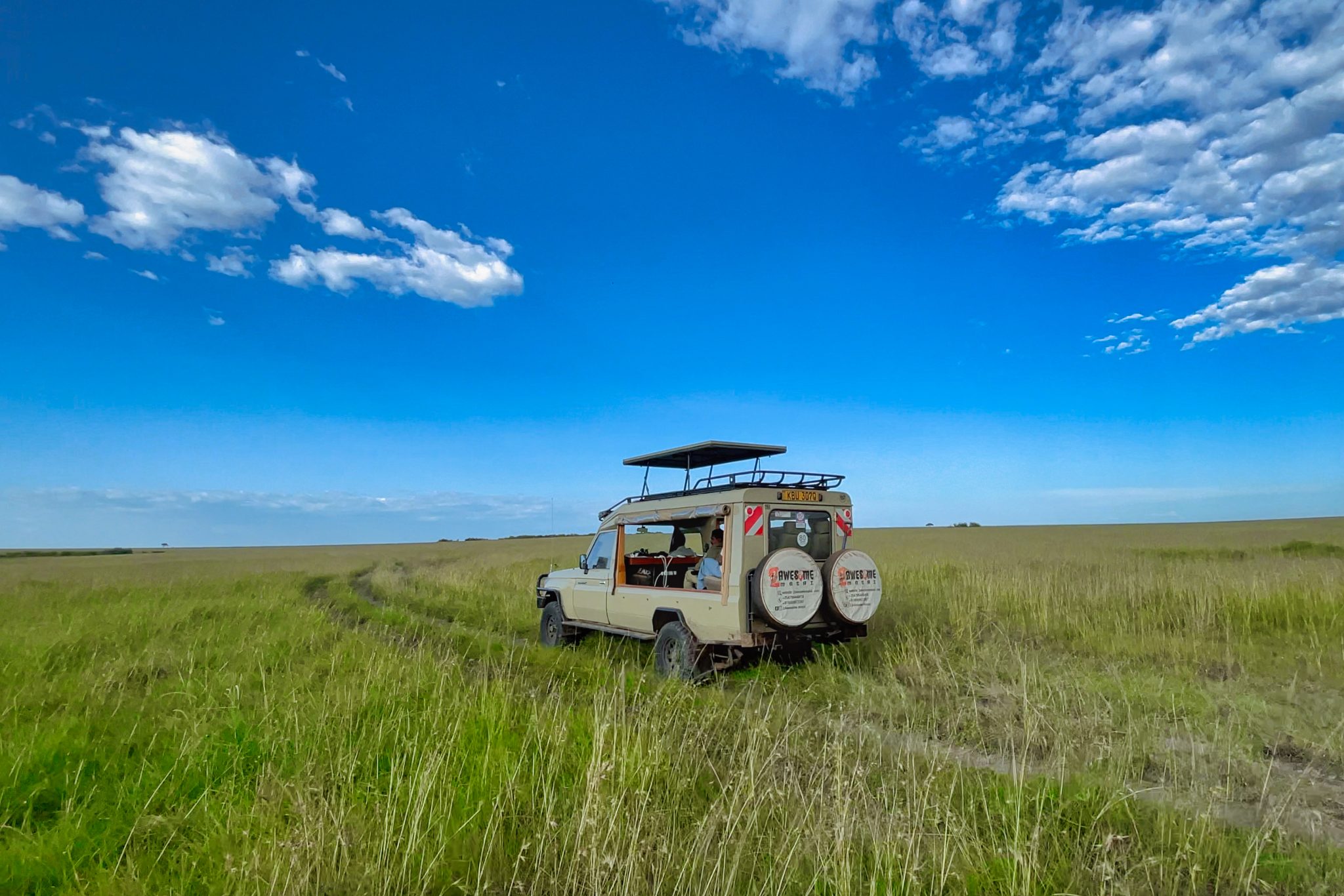 About Pikolins - Wildlife Adventures with Cholin Joy