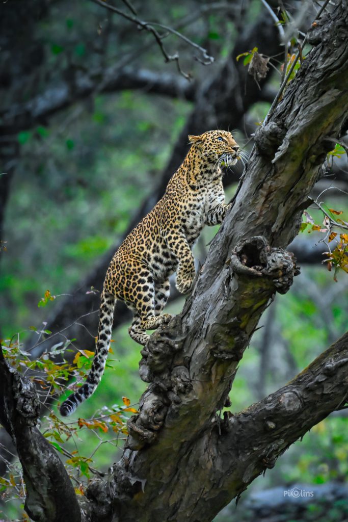 Leopard climbing the tree - Pikolins