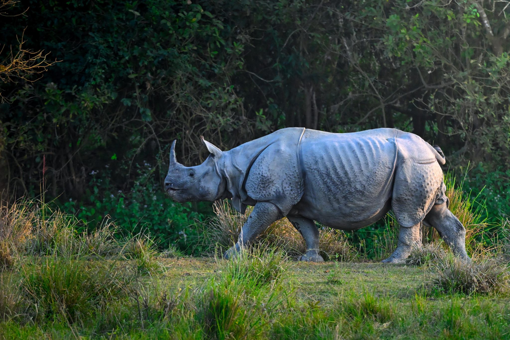 Kaziranga National Park - Pikolins