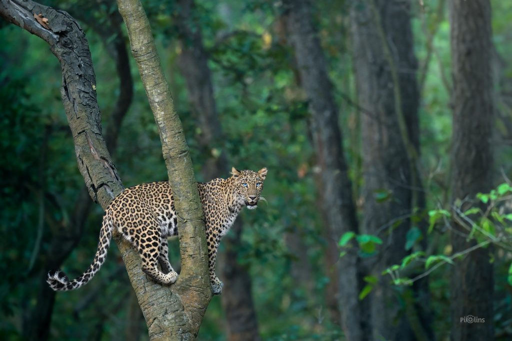 Leopard balanced on tree - Pikolins